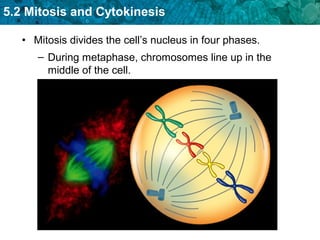 Mitosis notes 5.2 | PPT
