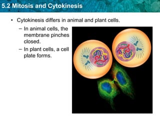 Mitosis notes 5.2 | PPT