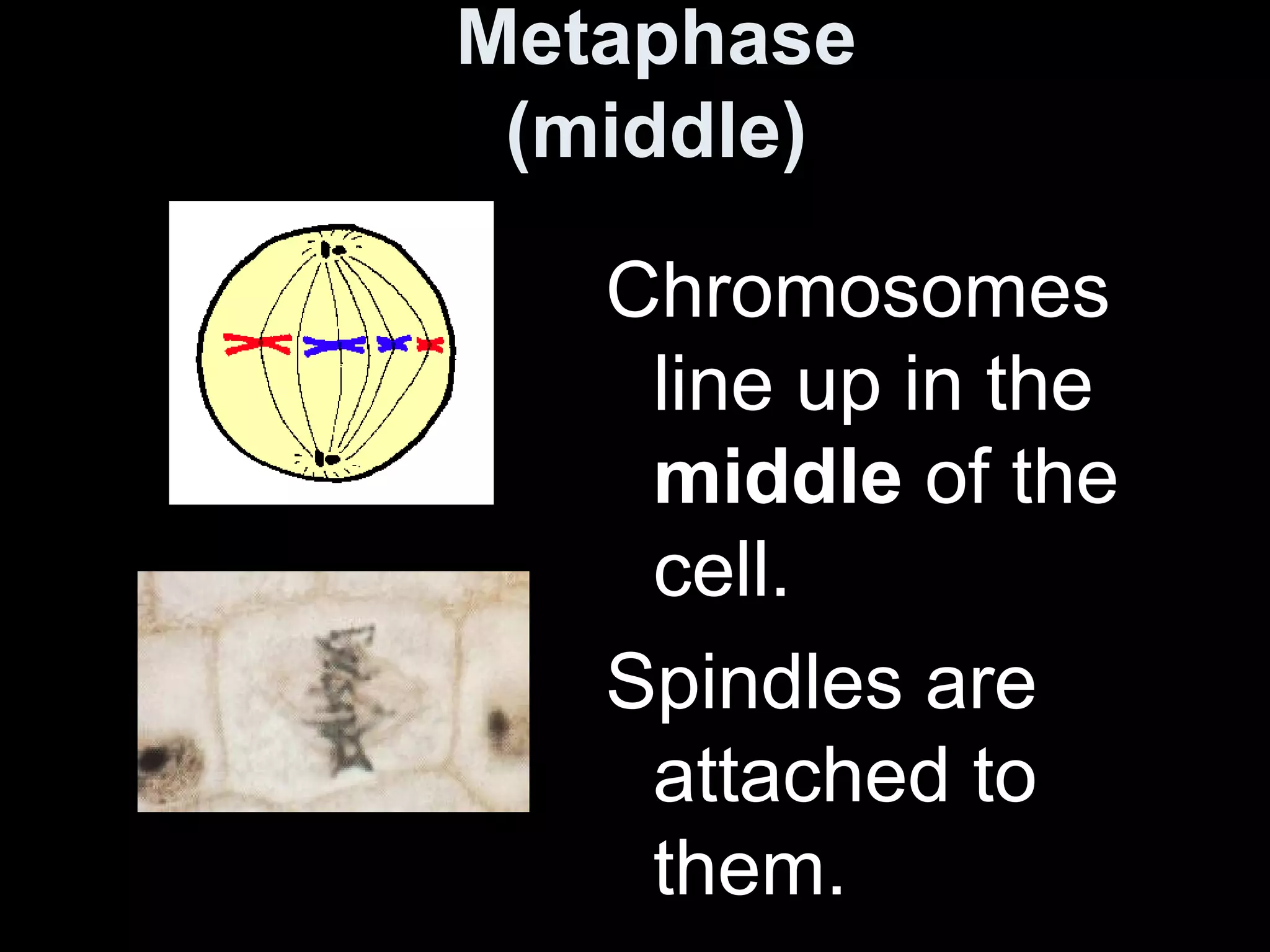 Mitosis notes (cell cycle) for blog | PPT