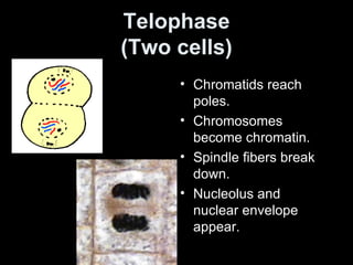 Mitosis notes (cell cycle) for blog | PPT