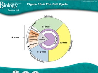 Mitosis notes (cell cycle) for blog | PPT