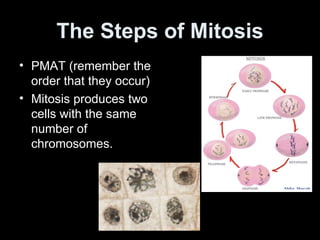 Mitosis notes (cell cycle) for blog | PPT