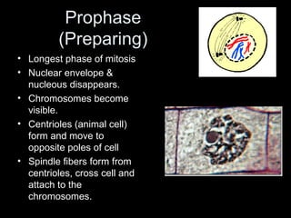 Mitosis notes (cell cycle) for blog | PPT
