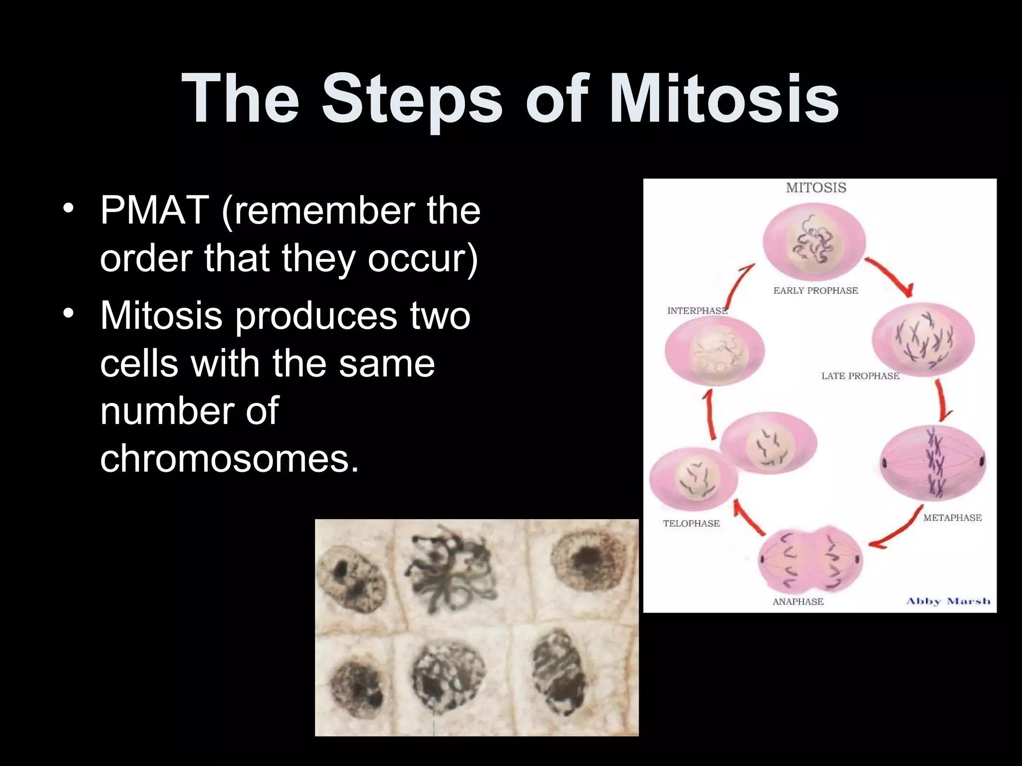 Mitosis notes (cell cycle) for blog | PPT