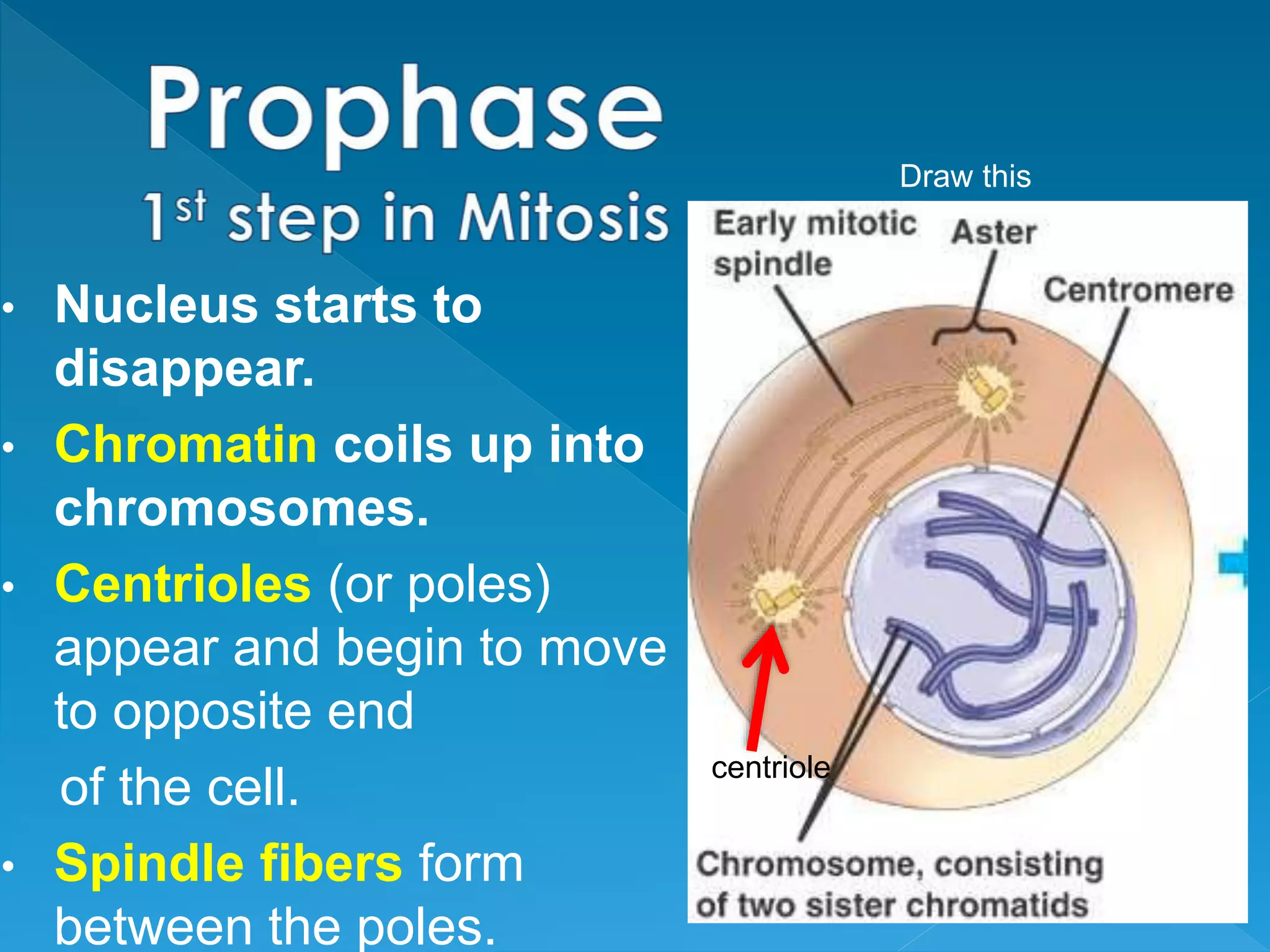 Mitosis Notes Presentation | PPT