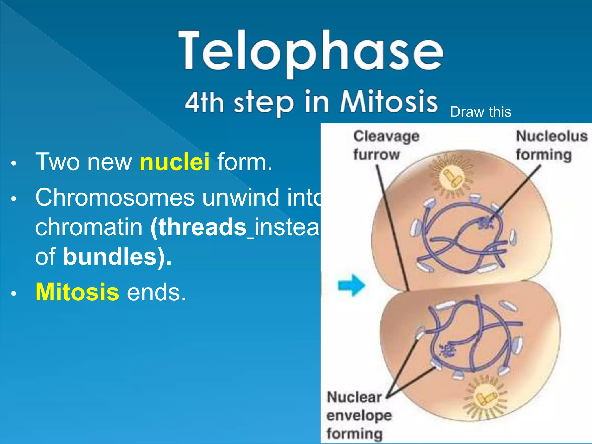 Mitosis Notes Presentation | PPT