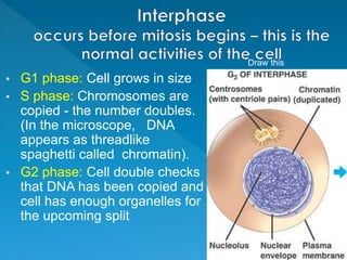 Mitosis Notes Presentation | PPT