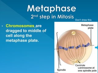 Mitosis Notes Presentation | PPT