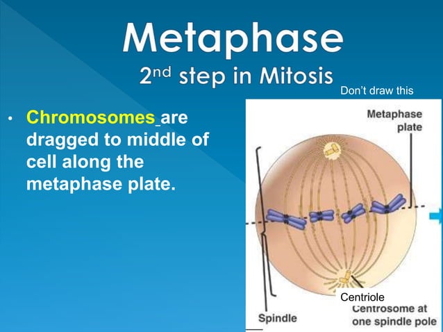 Mitosis Notes Presentation | PPT
