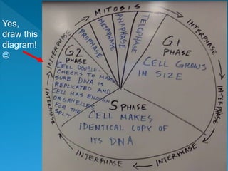 Mitosis notes presentation | PPT