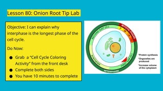 Mitosis Onion Root Tip Lab- Cell Cycle Identification | PPTX