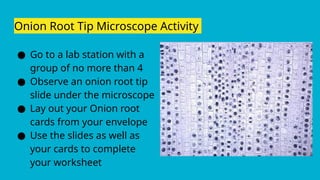 Mitosis Onion Root Tip Lab- Cell Cycle Identification | PPTX