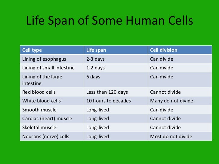 Mitosis part 1