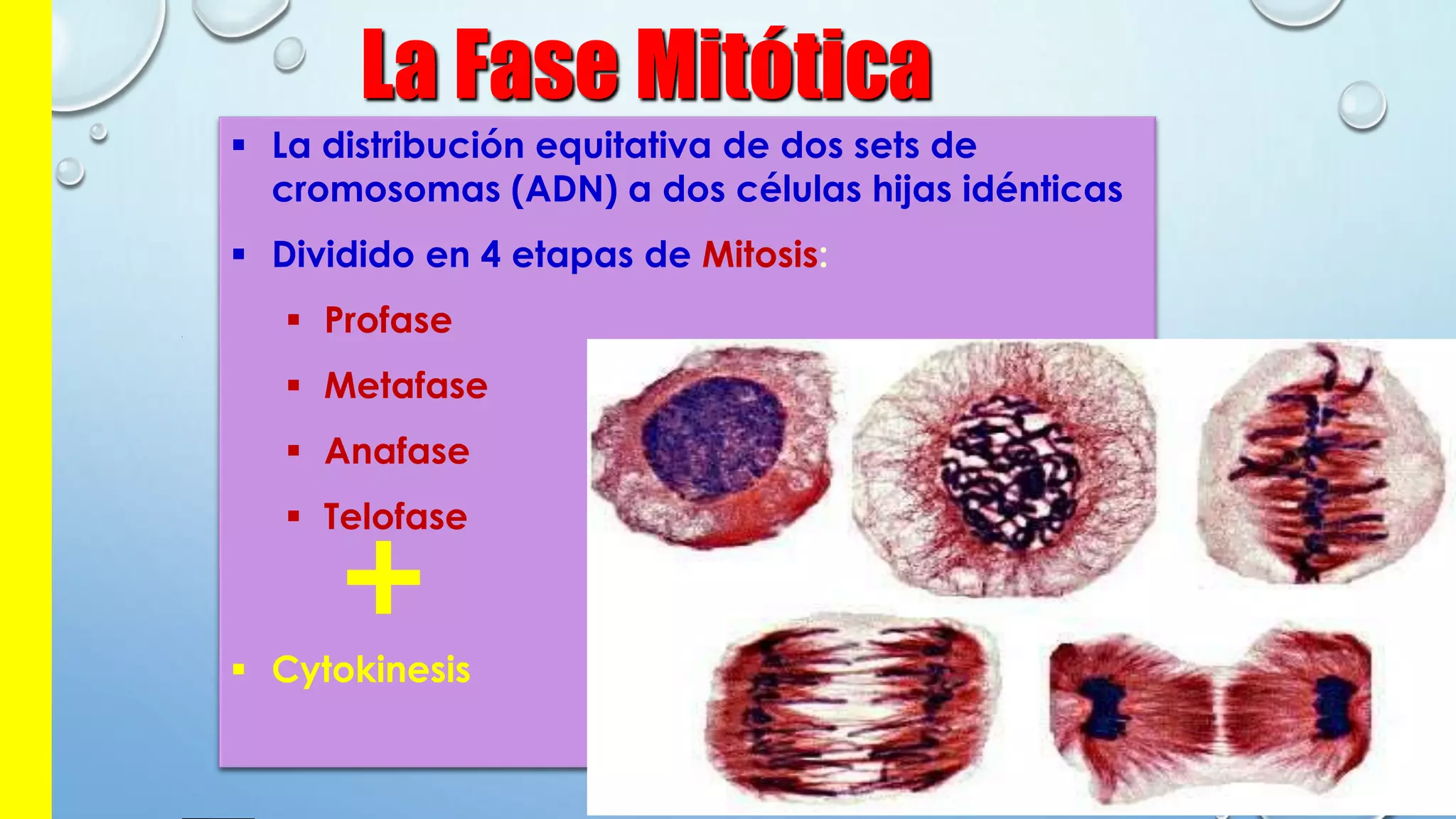Mitosis paso a paso | PPTX