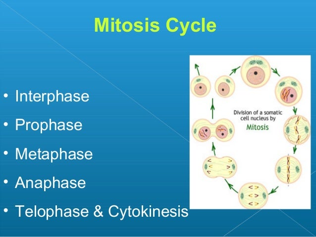 Animal Cell Mitosis Slides
