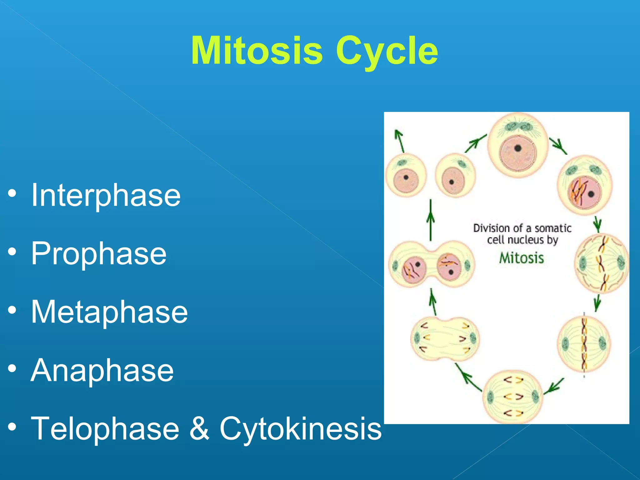 Mitosis plant & animal | PPT