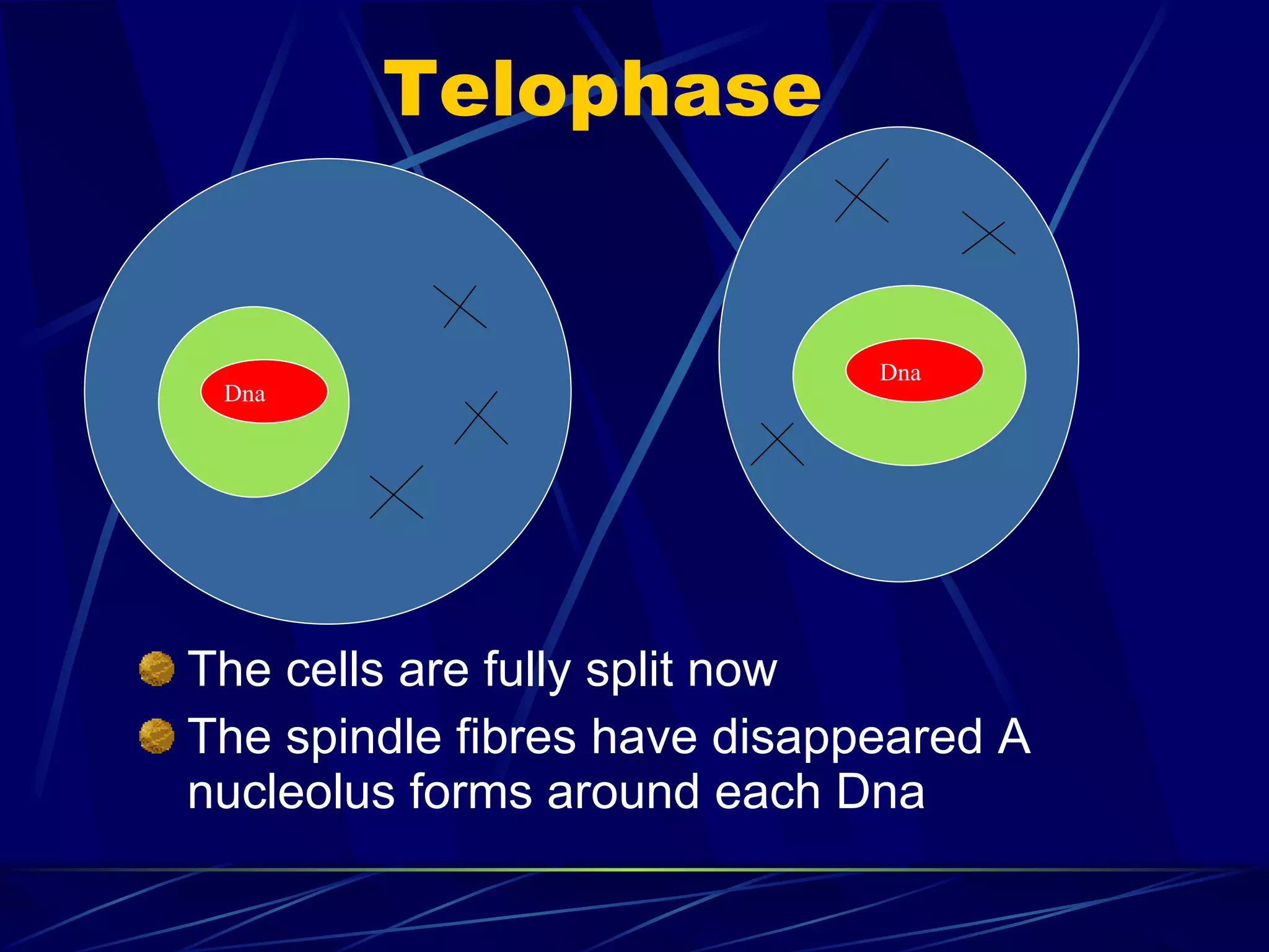 Mitosis Power Point | PPT