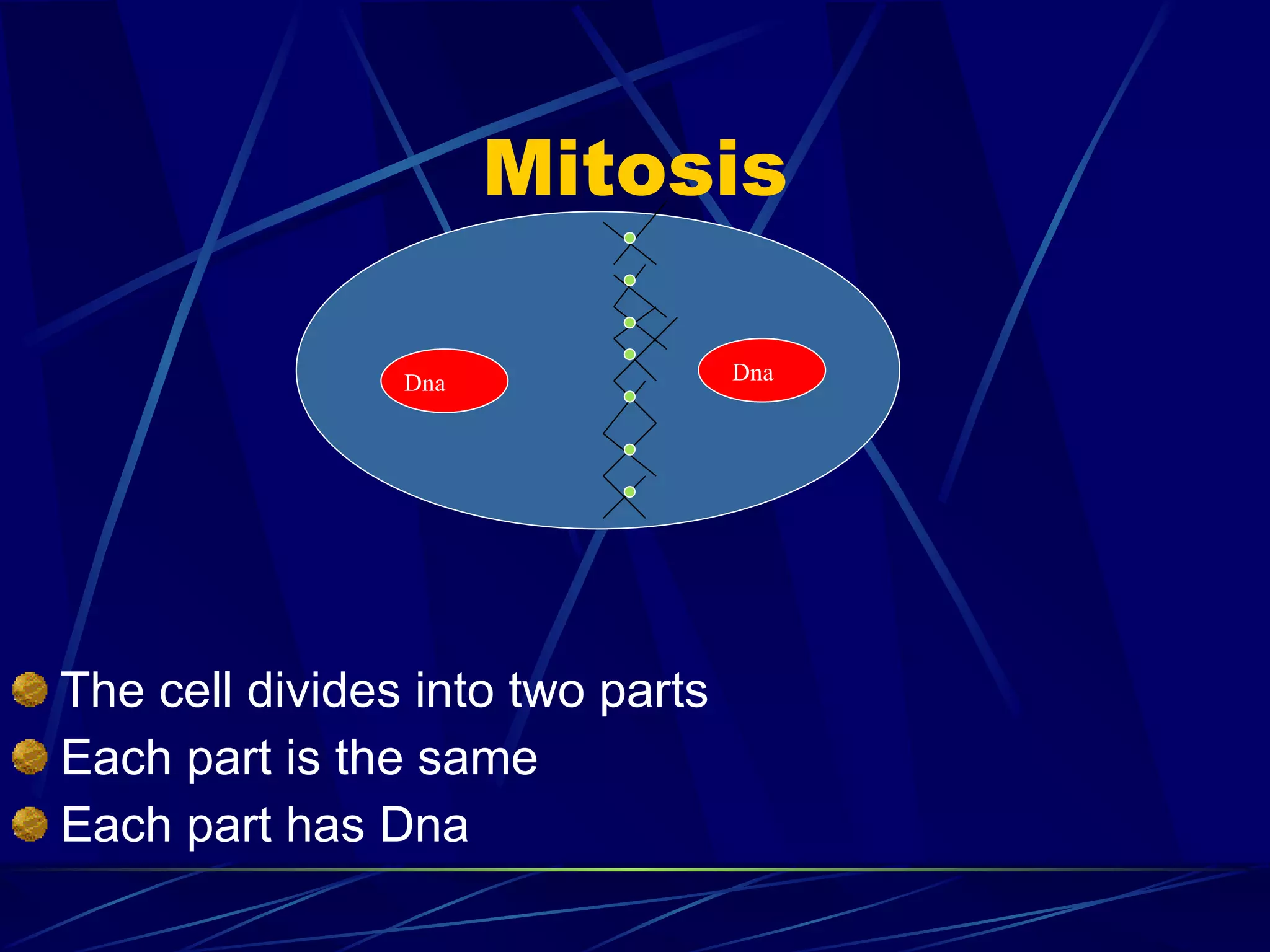 Mitosis Power Point | PPT