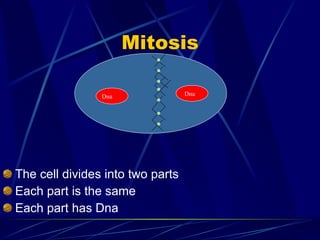 Mitosis Power Point | PPT