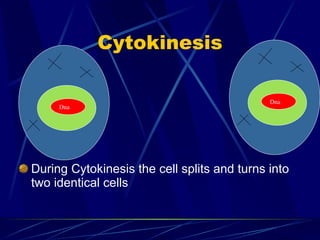 Mitosis Power Point | PPT