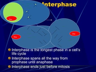 Mitosis Power Point | PPT