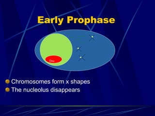 Mitosis Power Point | PPT