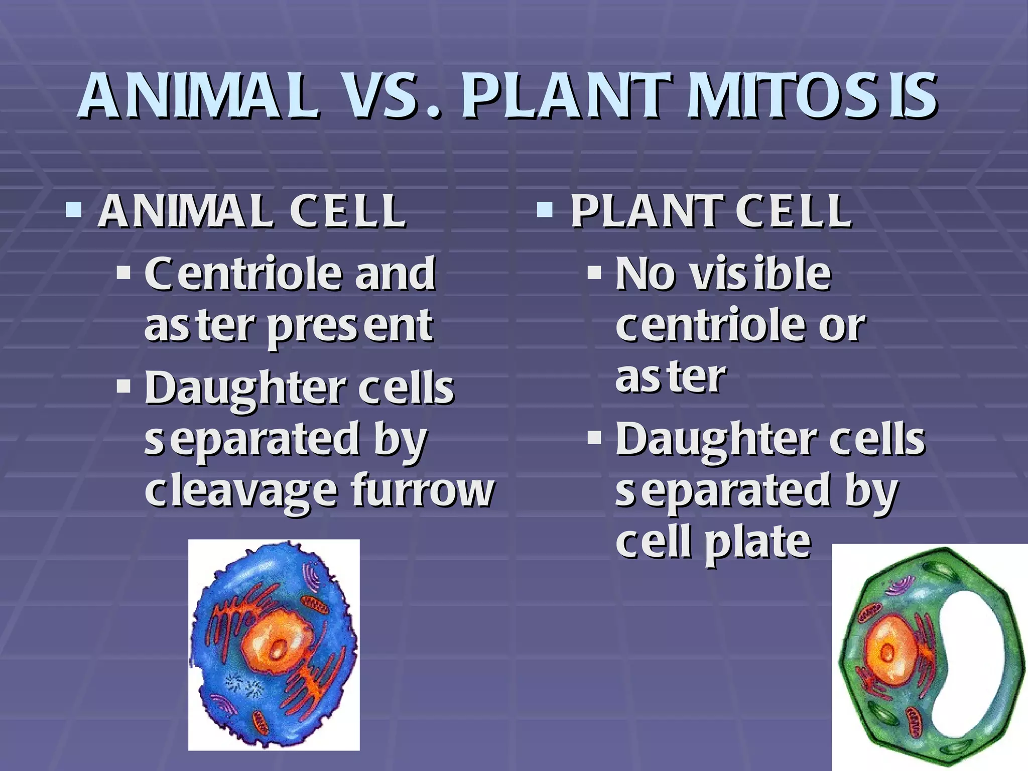 Mitosispowerpoint | PDF