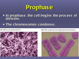 Mitosispowerpoint | PDF