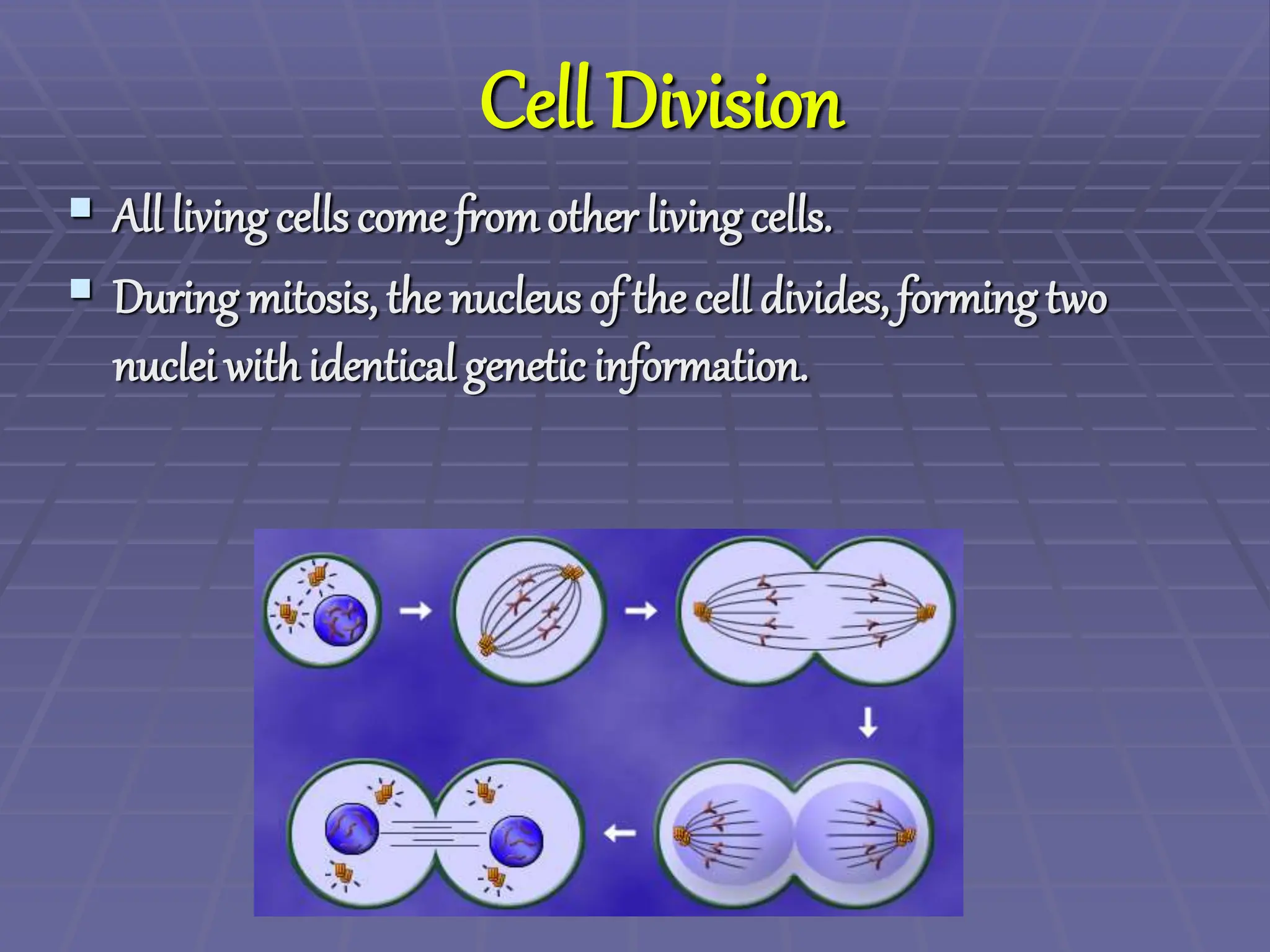 mitosispowerpoint-120120121549-phpapp01.ppt