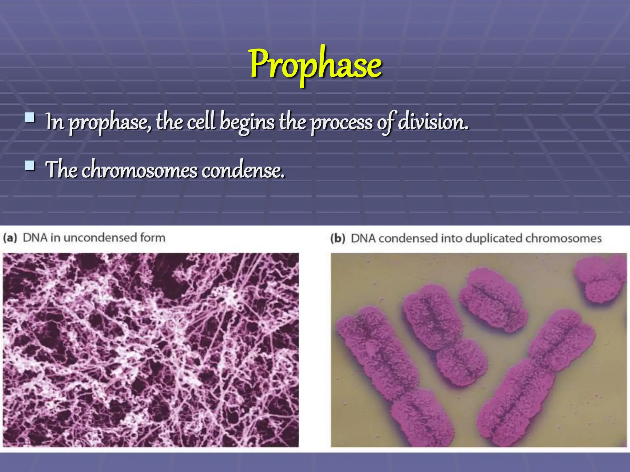 mitosispowerpoint-120120121549-phpapp01.ppt