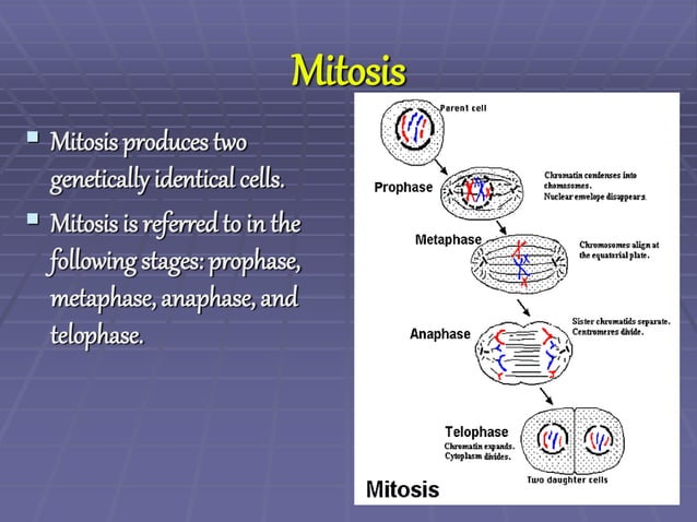 mitosispowerpoint-120120121549-phpapp01.ppt