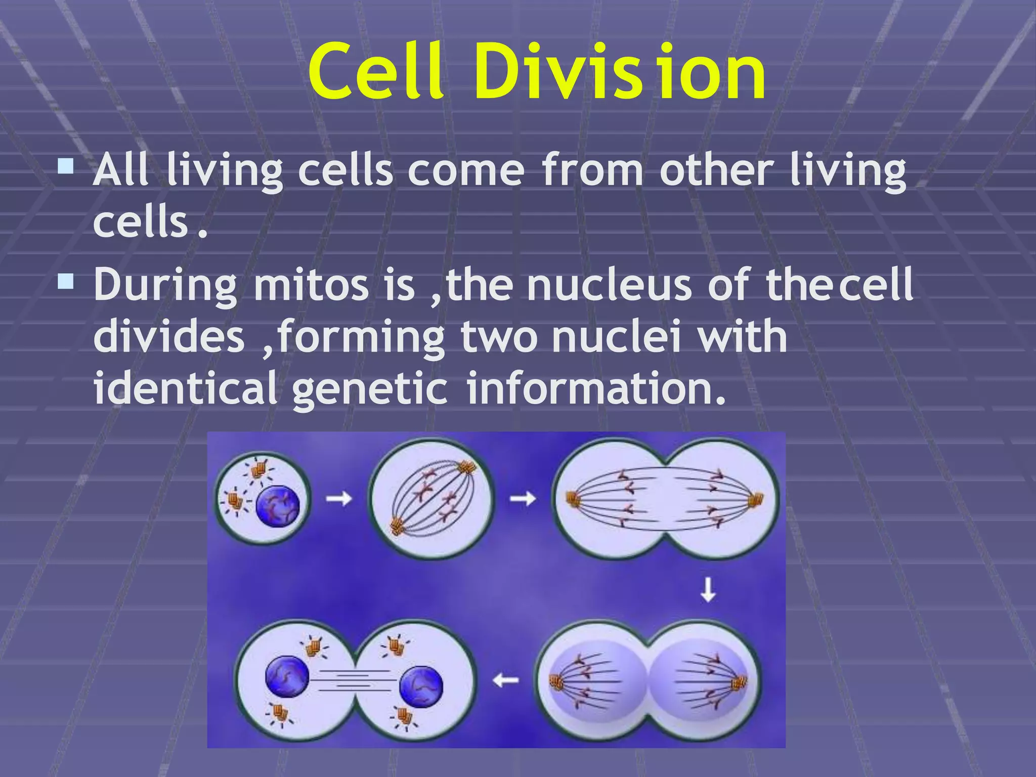 Cell division -mitosis | PPTX | Needlework | Arts and Crafts