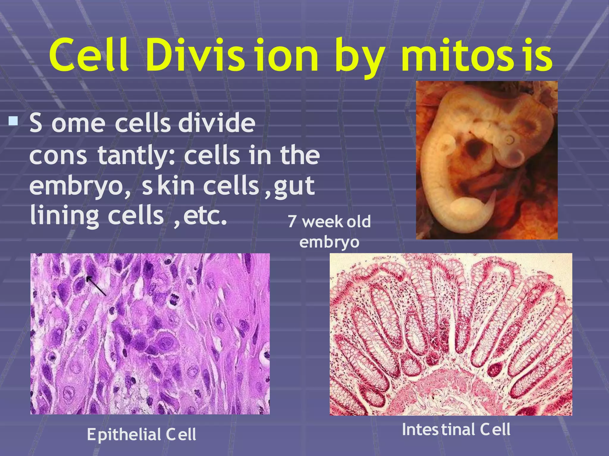 Cell division -mitosis | PPTX | Needlework | Arts and Crafts