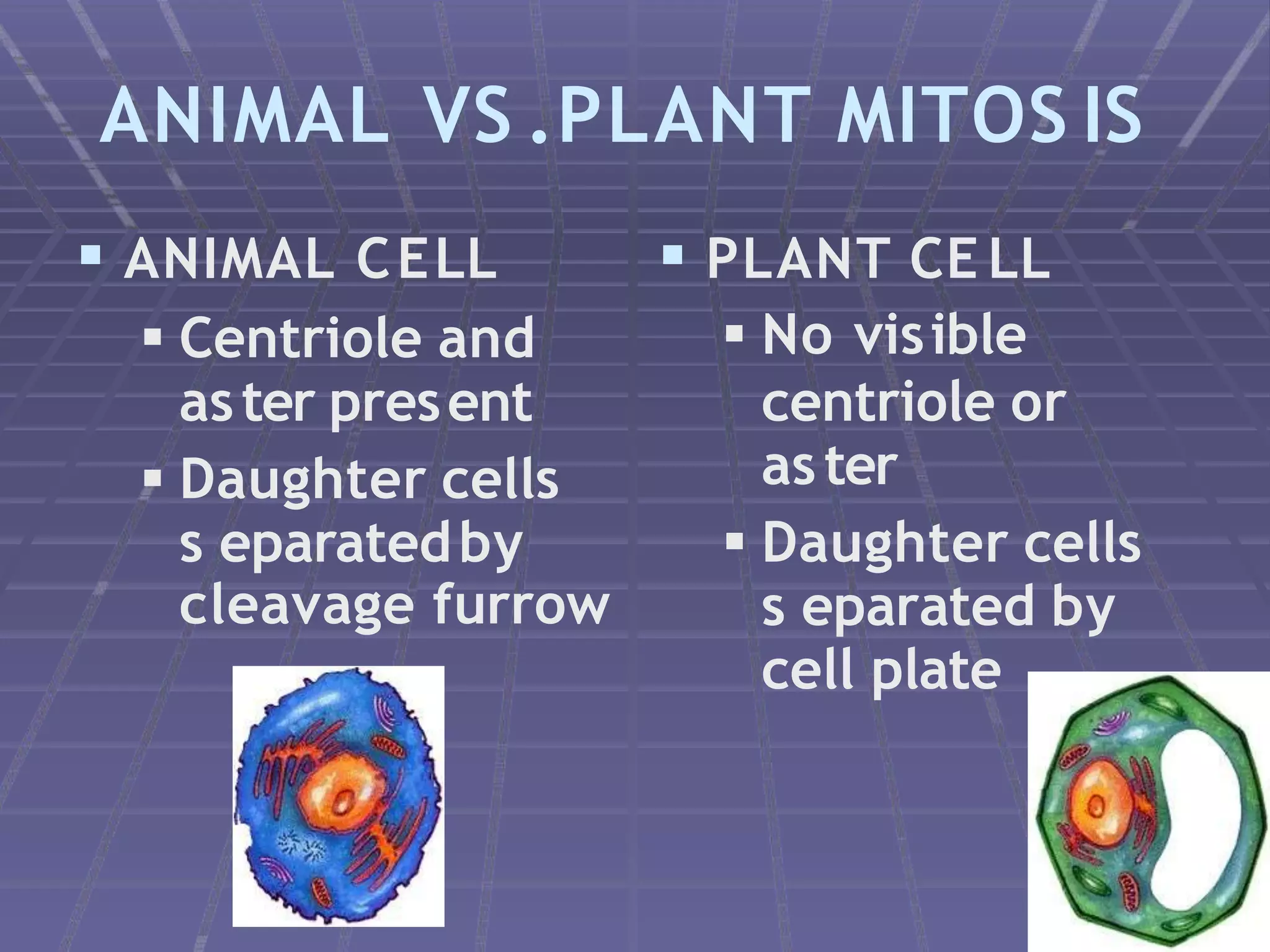 Cell division -mitosis | PPTX | Needlework | Arts and Crafts