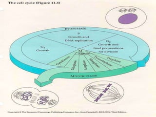 Cell division -mitosis | PPT