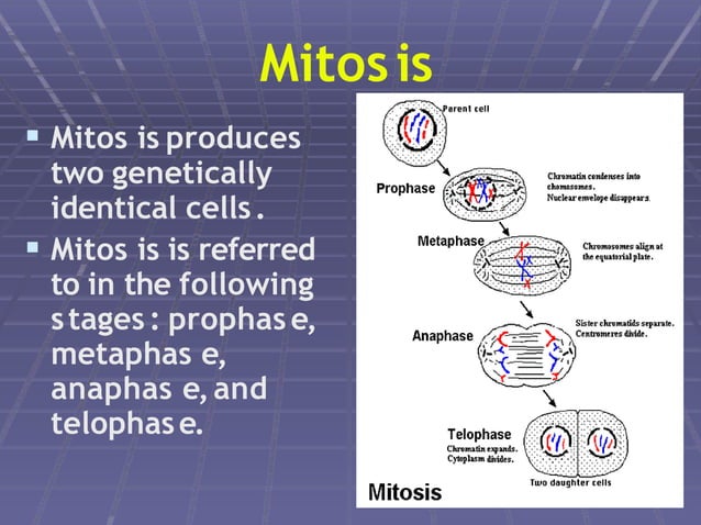 Cell division -mitosis | PPT
