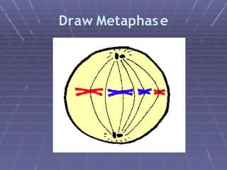 Cell division -mitosis | PPTX