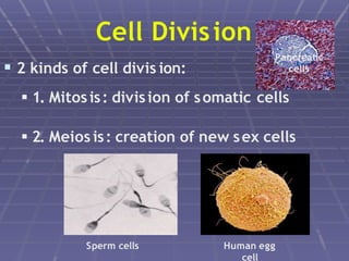 Cell division -mitosis | PPTX
