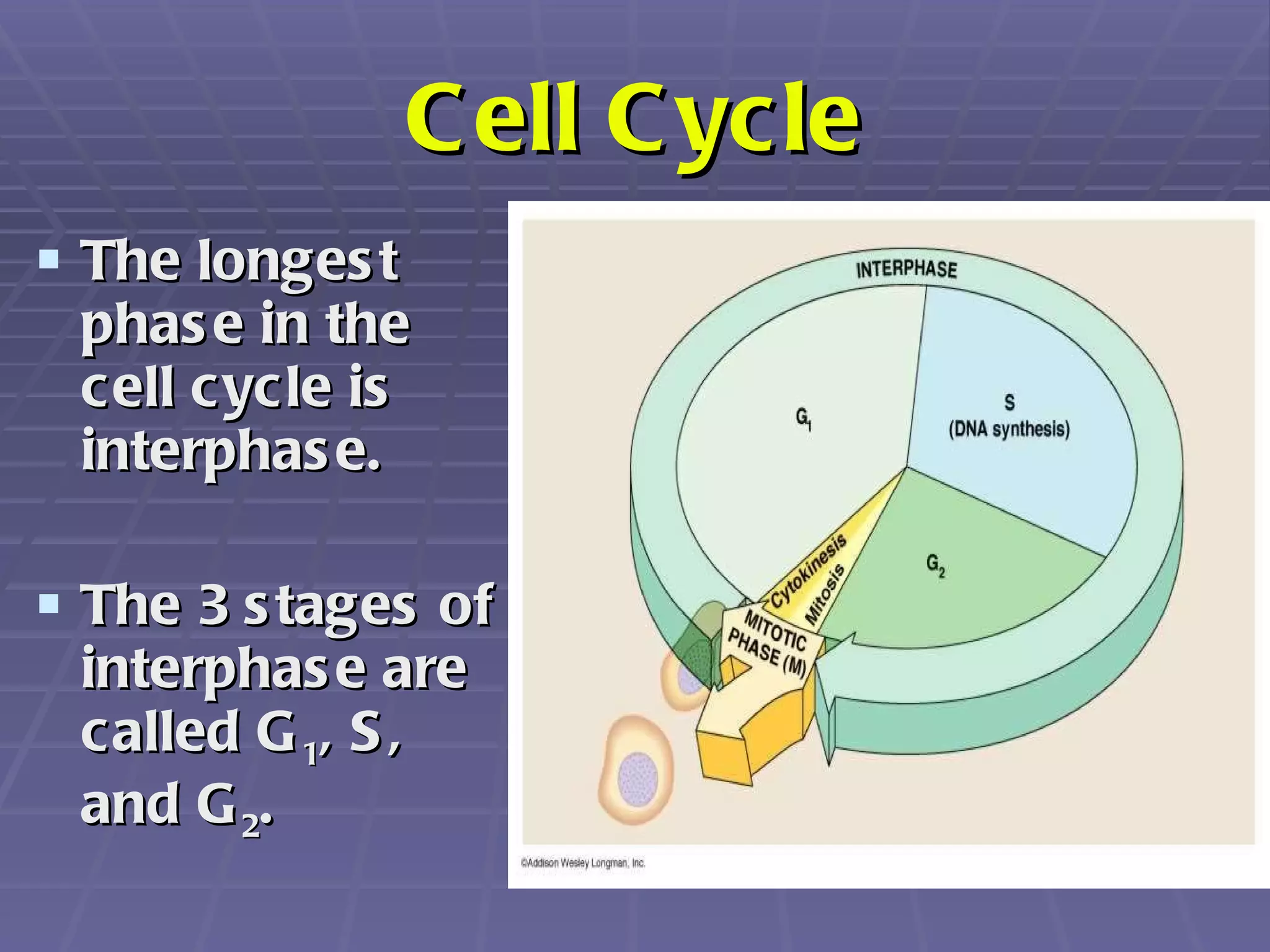 Mitosis powerpoint | PPT