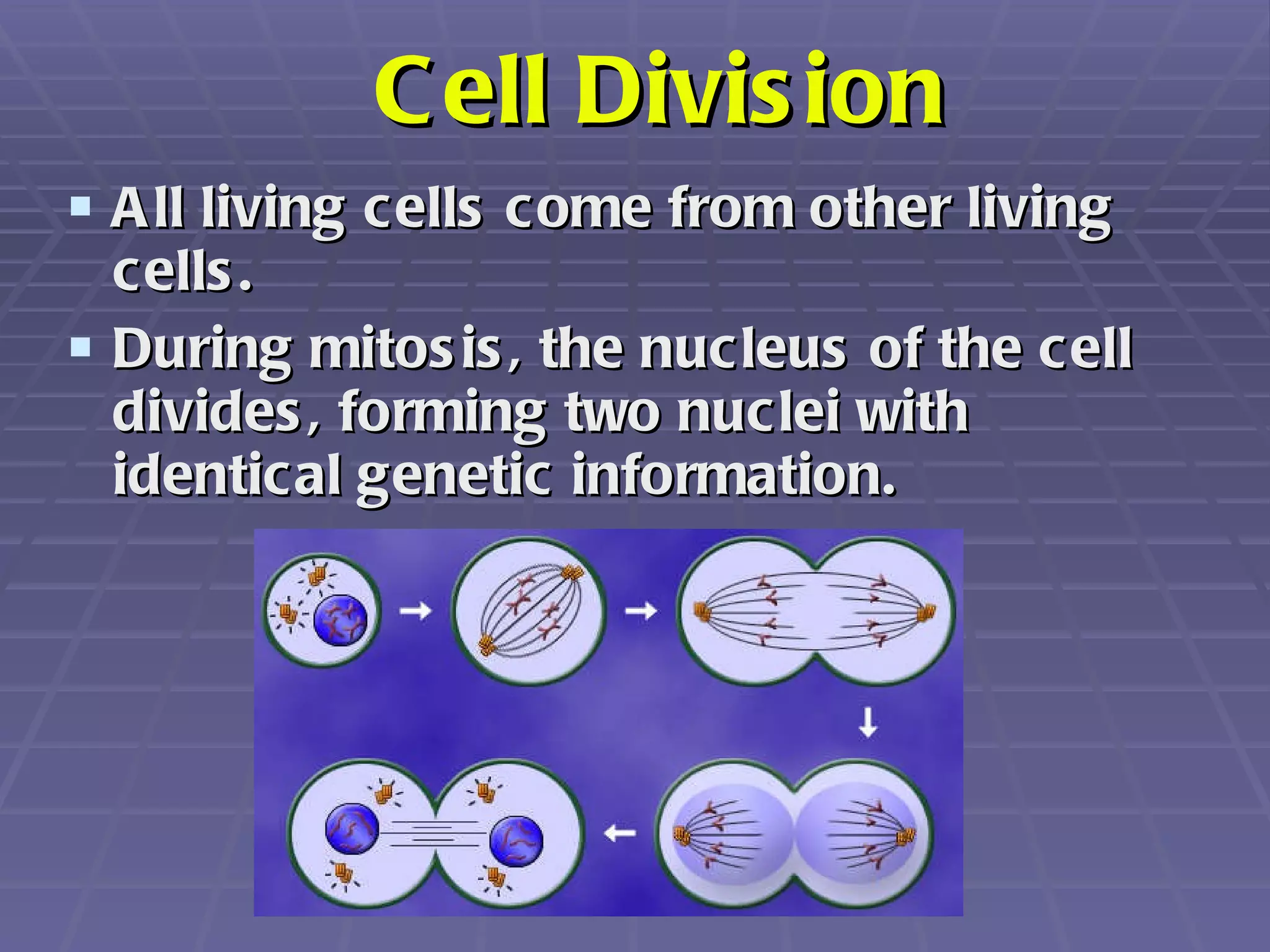Mitosis powerpoint | PPT