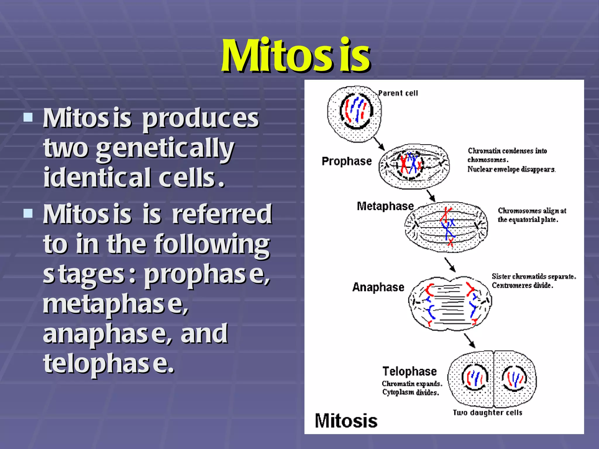 Mitosis powerpoint | PPT