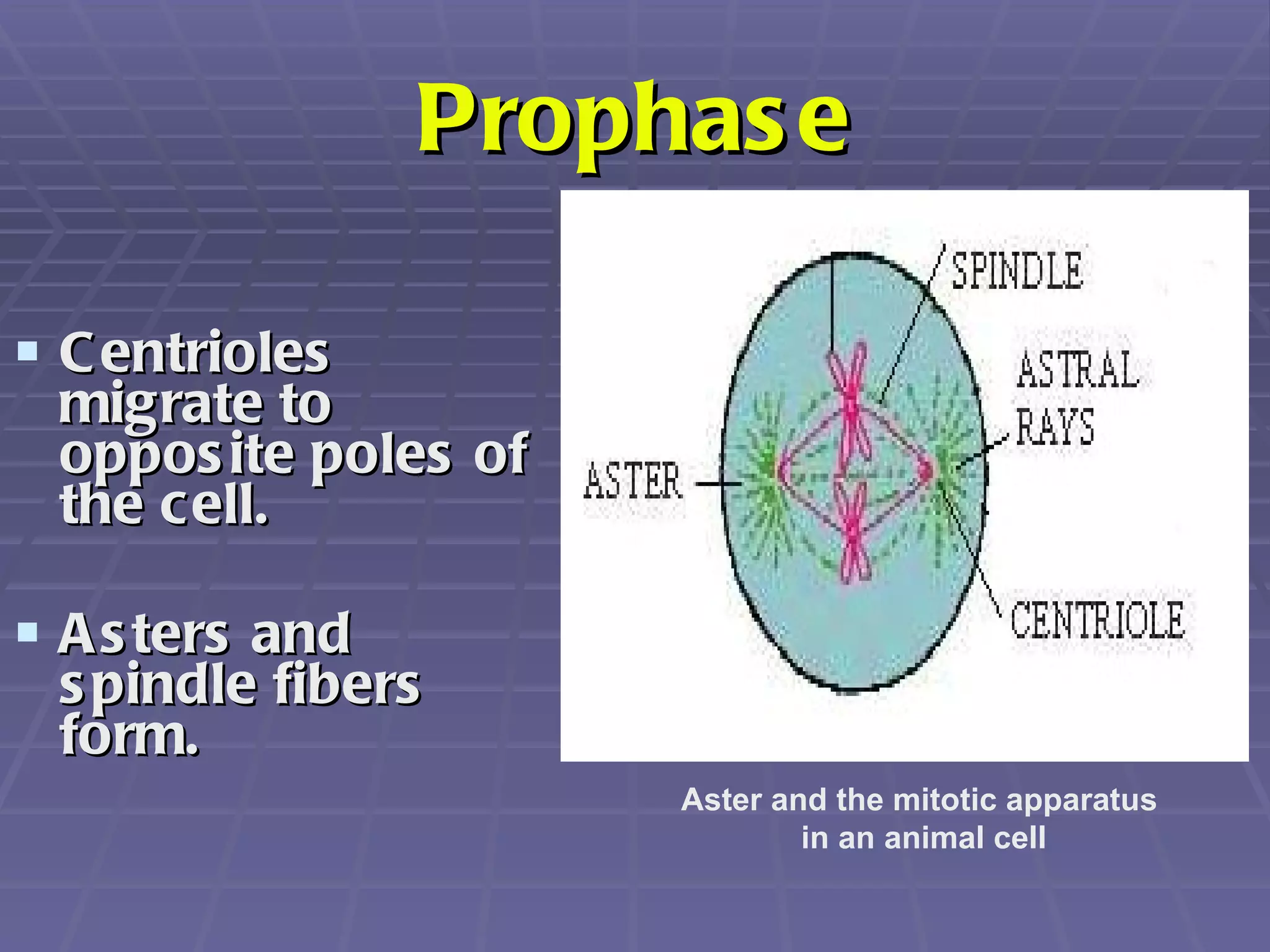 Mitosis powerpoint | PPT