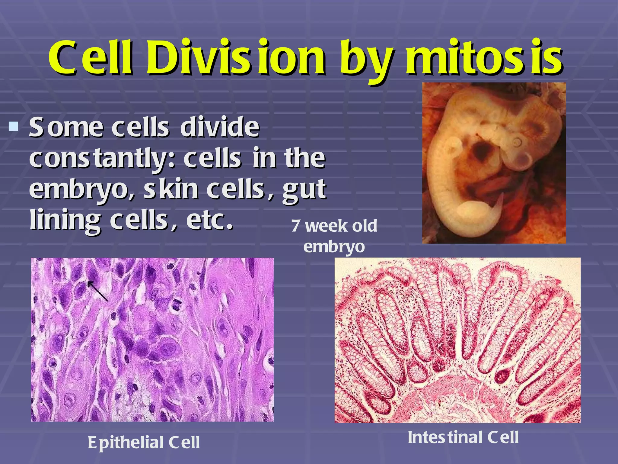 Mitosis powerpoint | PPT