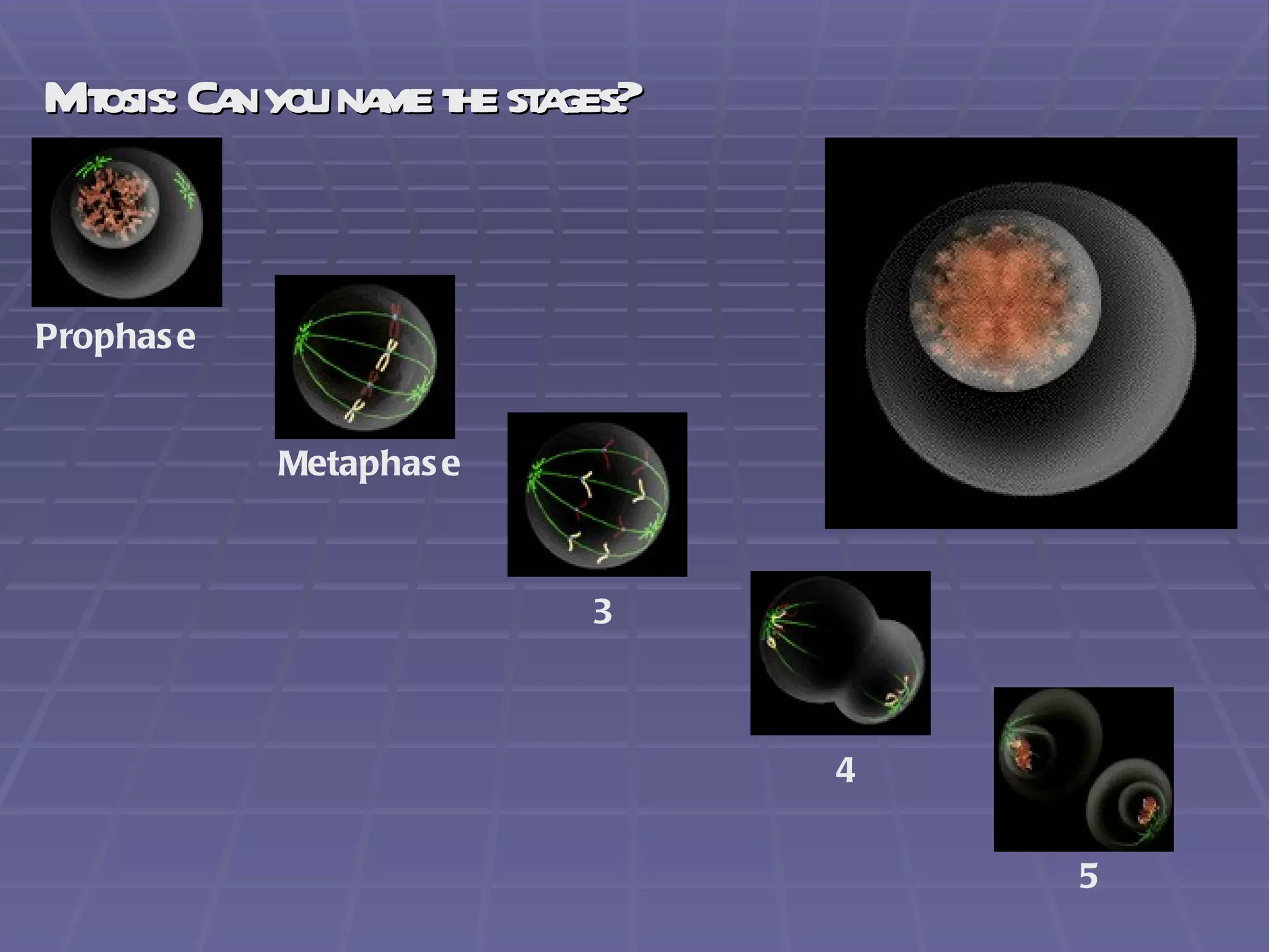 Mitosis powerpoint | PPT