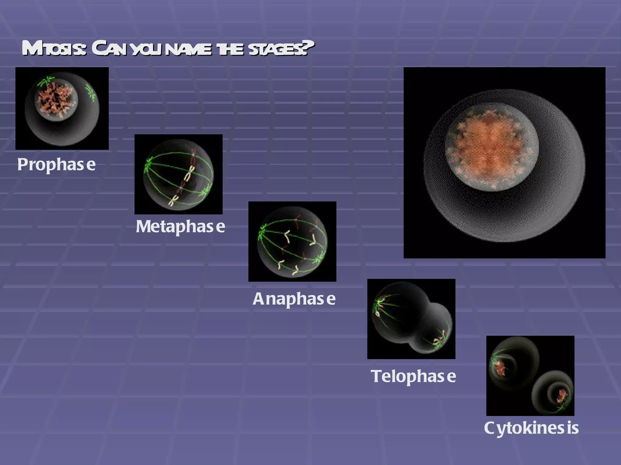 Mitosis powerpoint | PPT