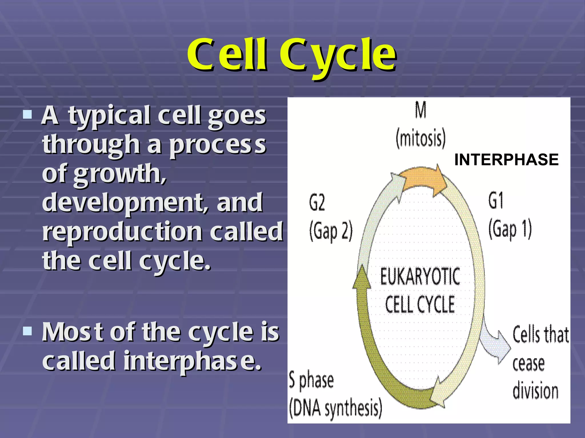 Mitosis powerpoint | PPT