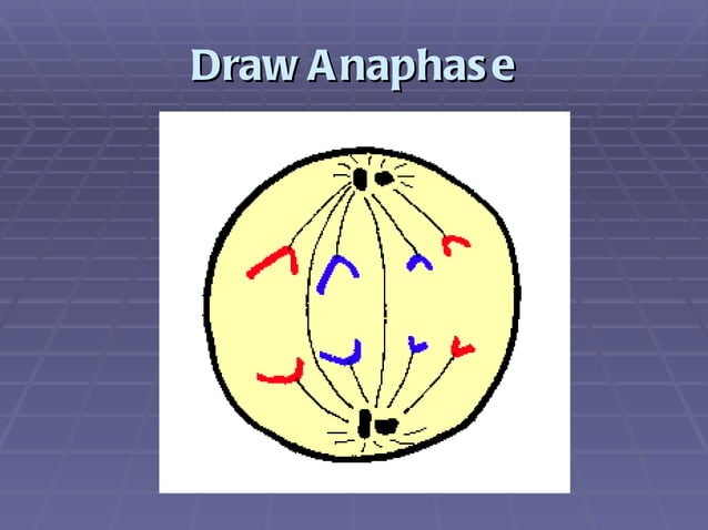 Mitosis powerpoint | PPT | Needlework | Arts and Crafts