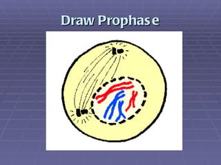 Prophase Drawing