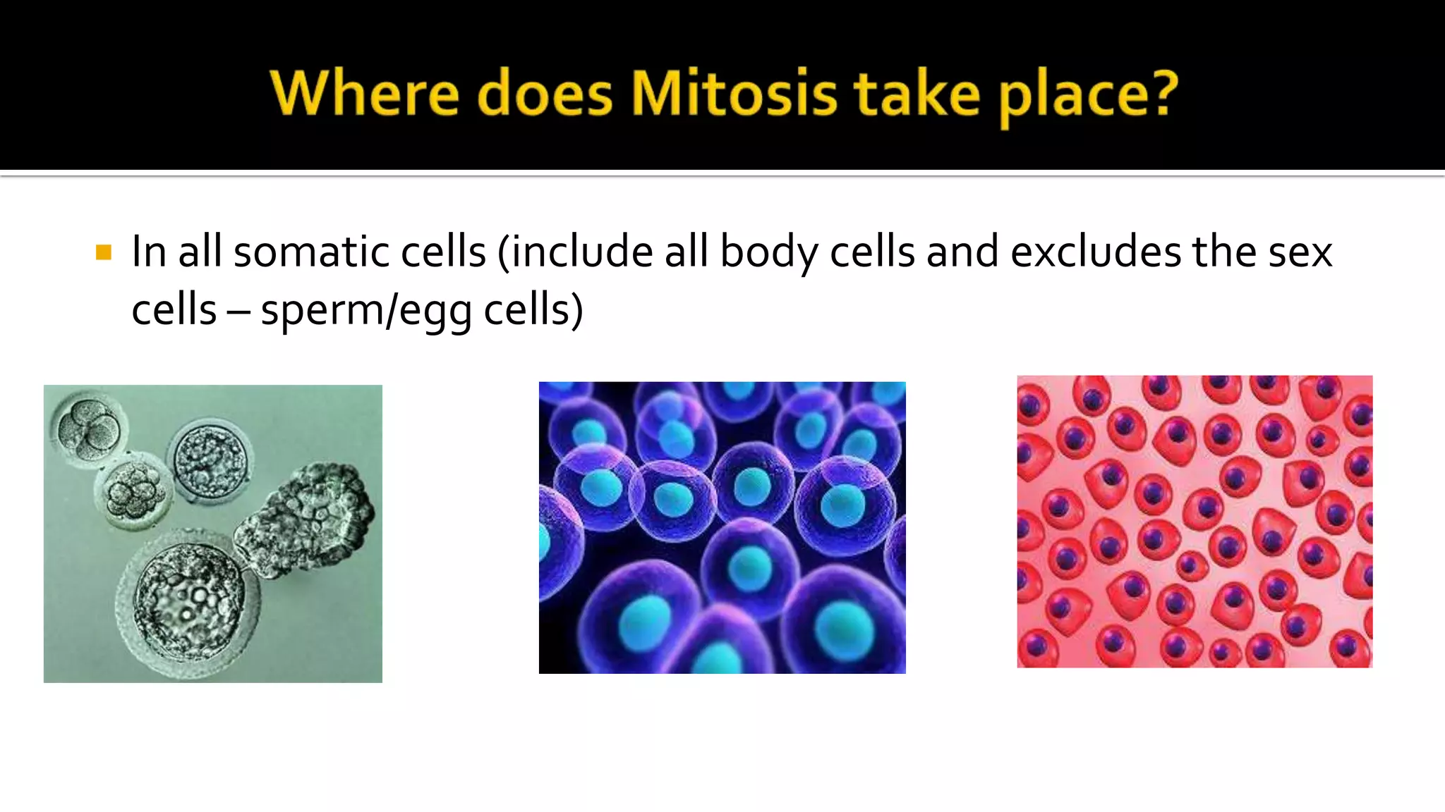 Mitosis powerpoint | PPTX