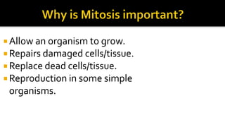 Mitosis powerpoint | PPTX | Biological Sciences | Science